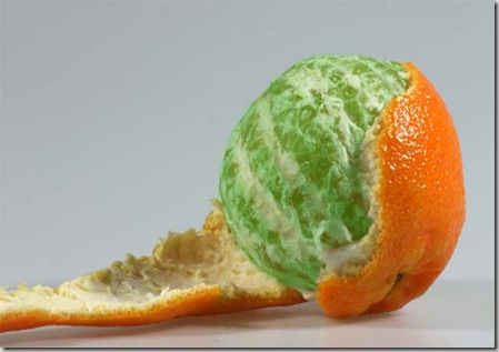 THC Oranges?? - Different Weed